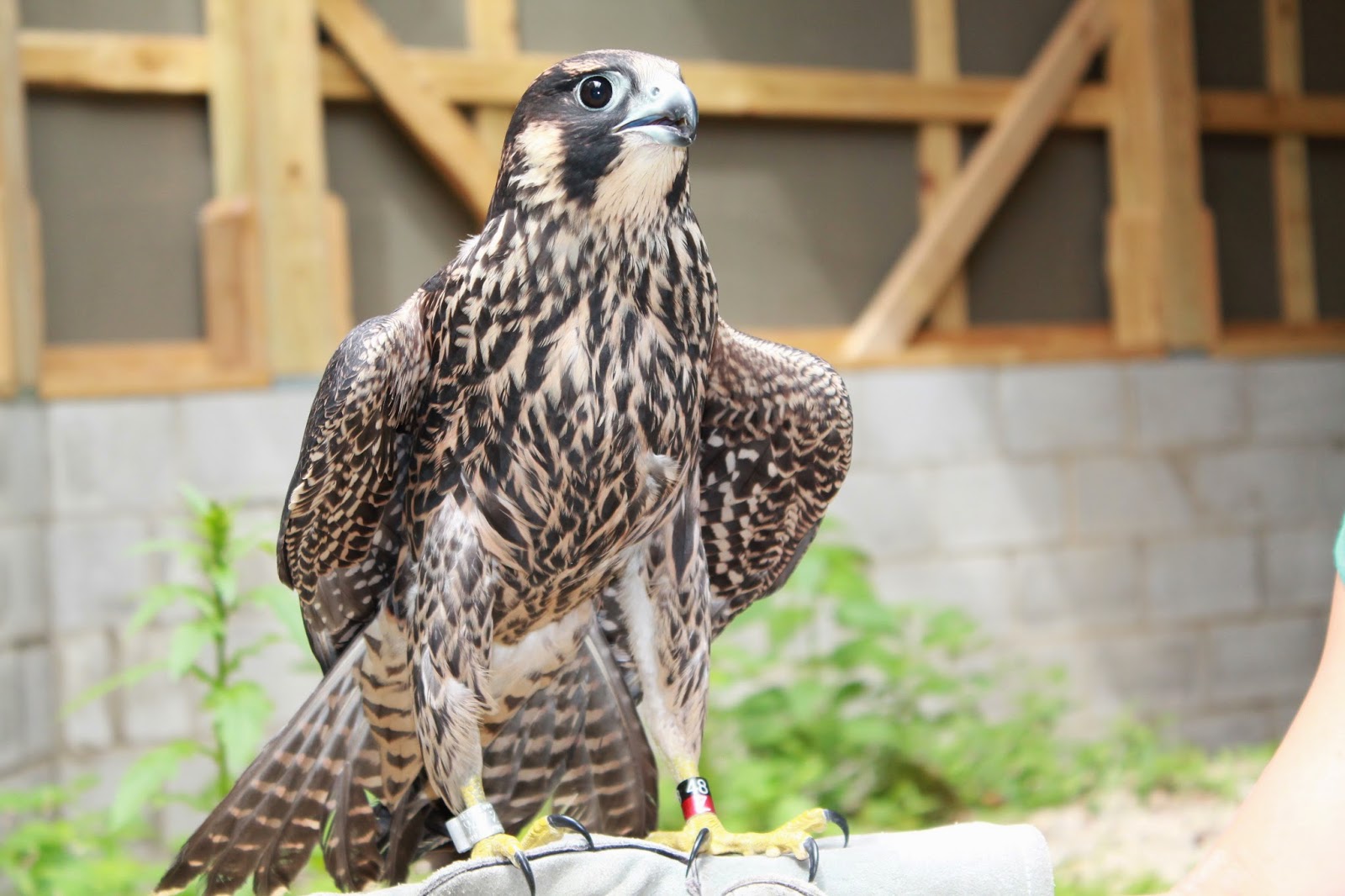 Columbus Peregrine Falcon Update: Blaze Flying to a New Facility